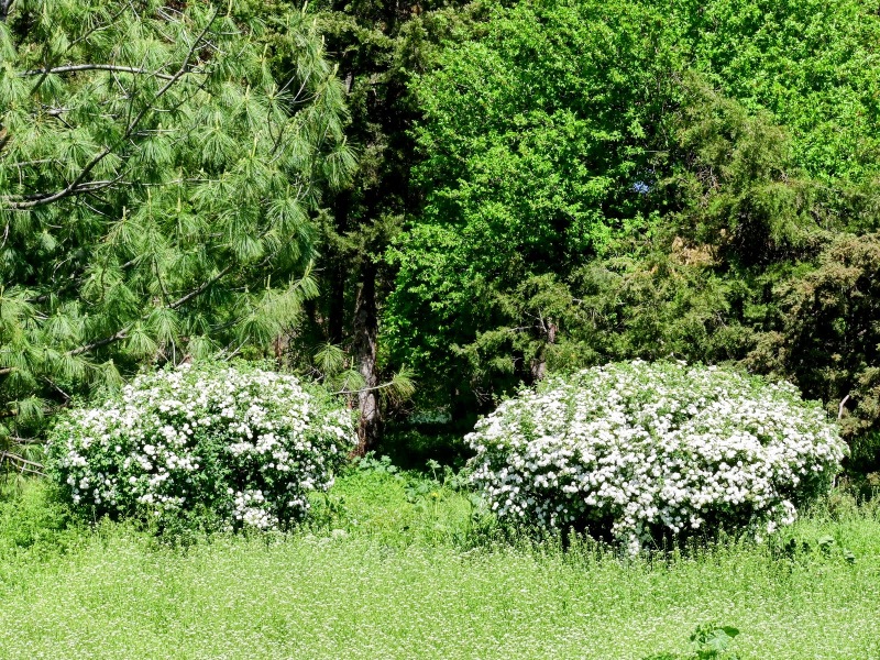 Two White Flowering Bushes Jigsaw Puzzle