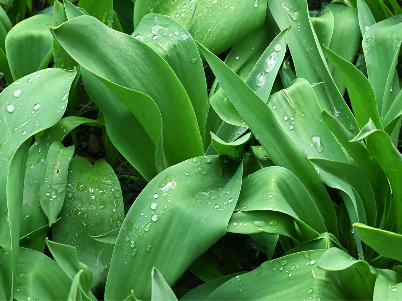 Dew Droplets On Leaves Jigsaw Puzzle