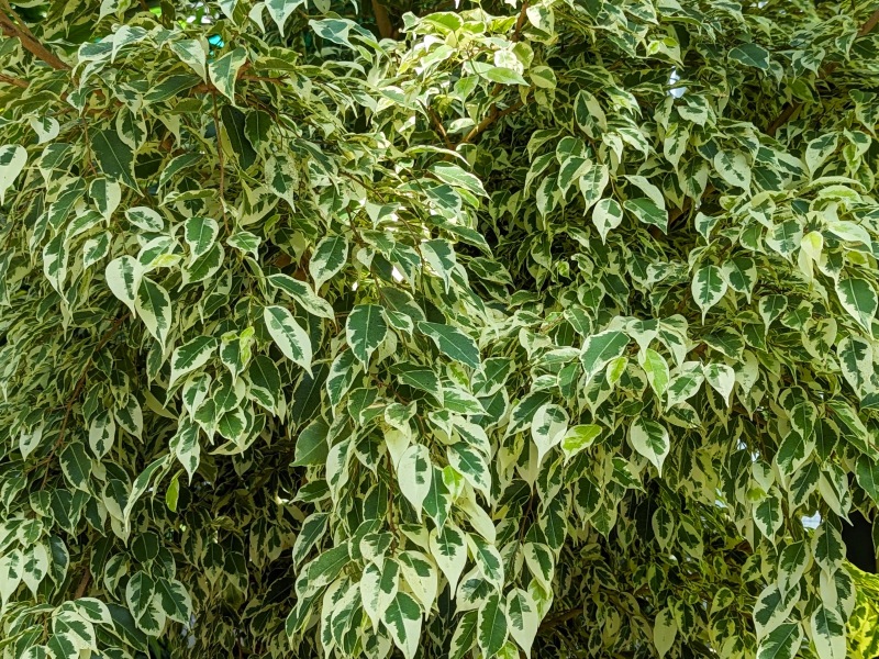 Weeping Fig Leaves Jigsaw Puzzle