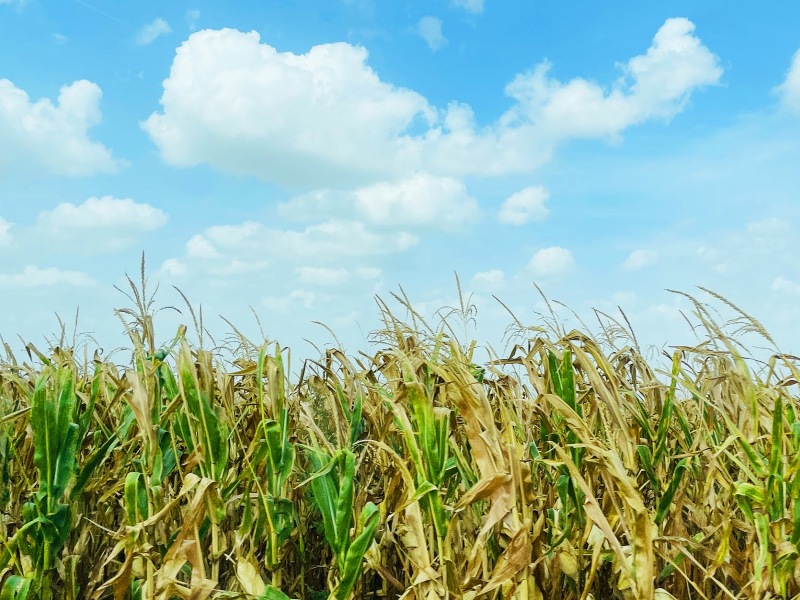 Corn Field Jigsaw Puzzle