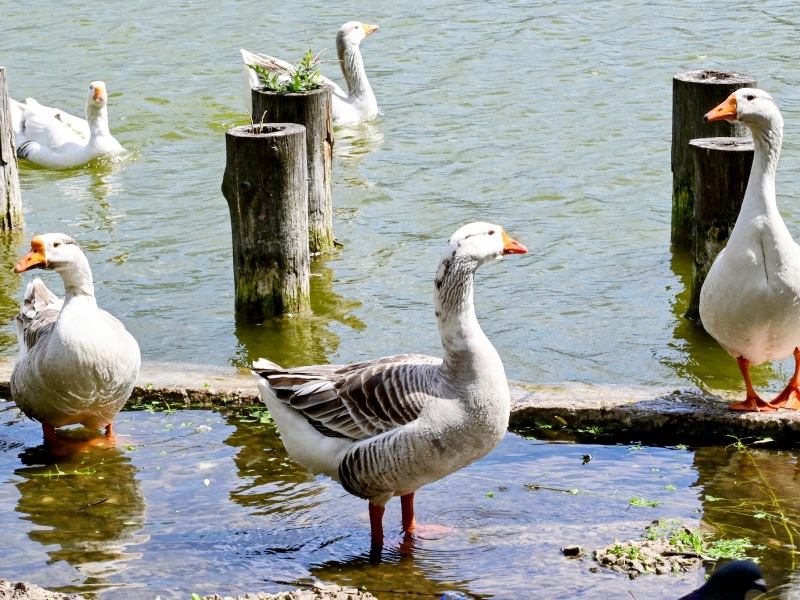 Geese Gathering by the Lake Jigsaw Puzzle