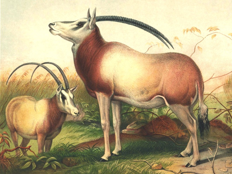 Scimitar-horned Oryx Jigsaw Puzzle