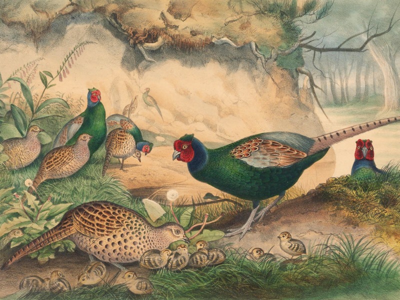 Japanese Green Pheasant Jigsaw Puzzle