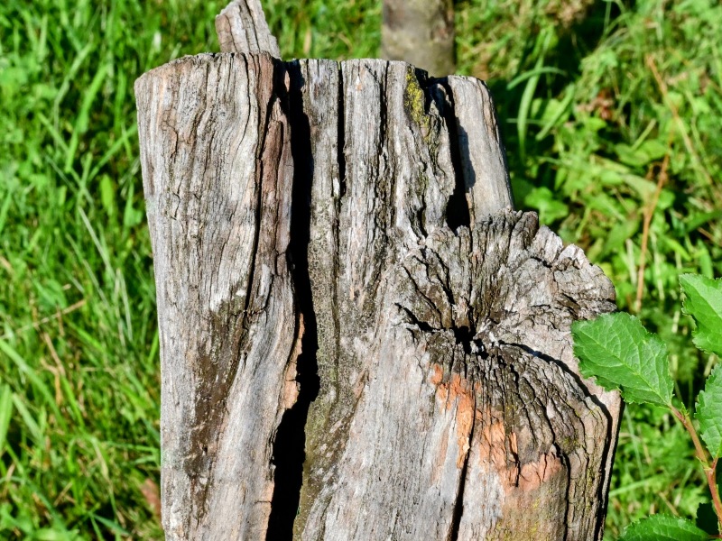 Textured Tree Stump Jigsaw Puzzle