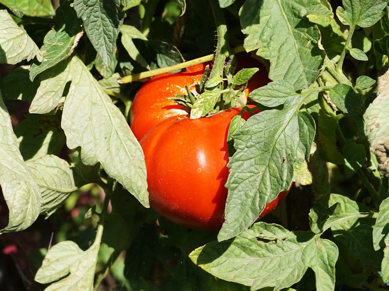 Ripe Tomato Jigsaw Puzzle