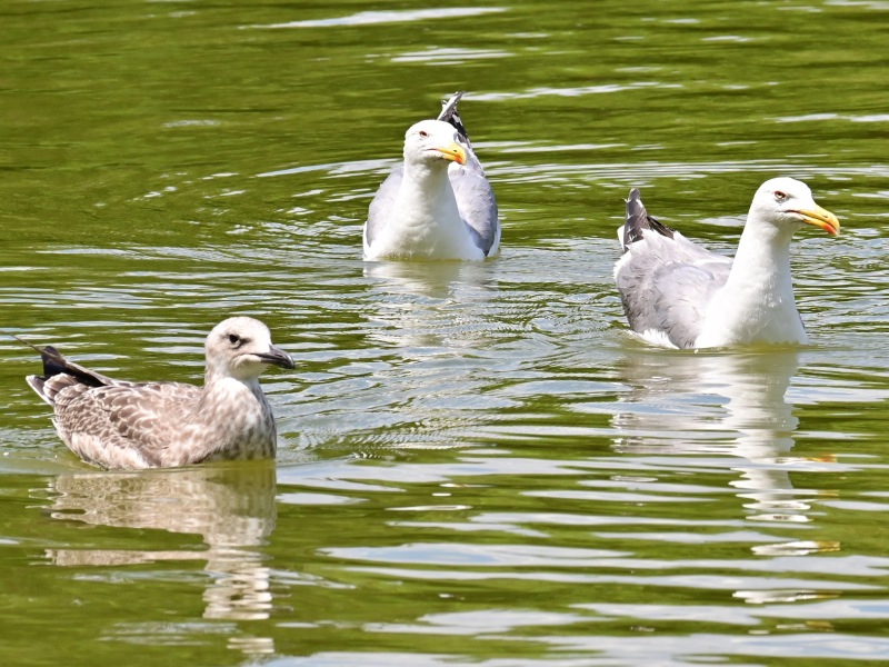 Seagulls on a Calm Lake Jigsaw Puzzle