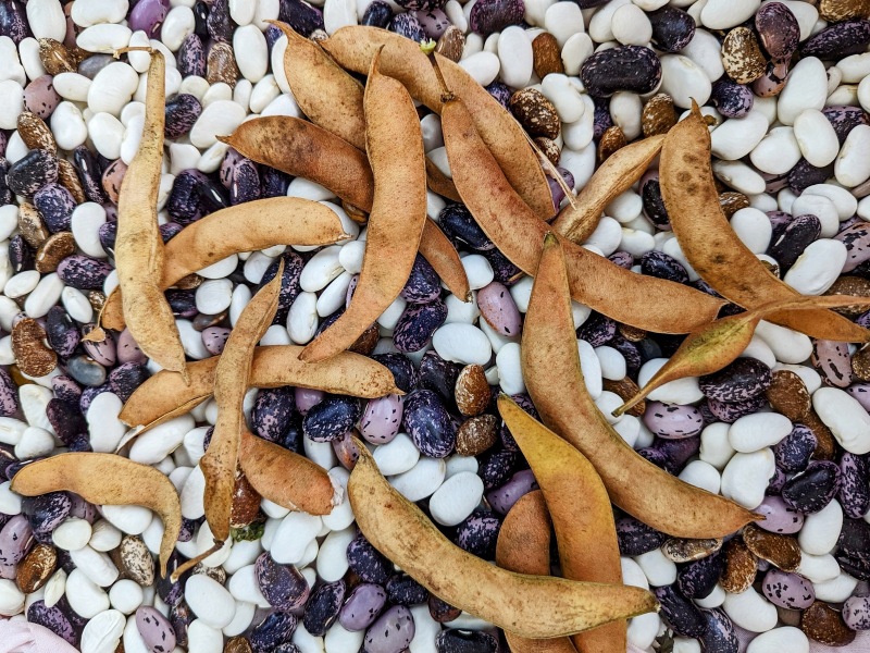 Freshly Picked Beans Jigsaw Puzzle