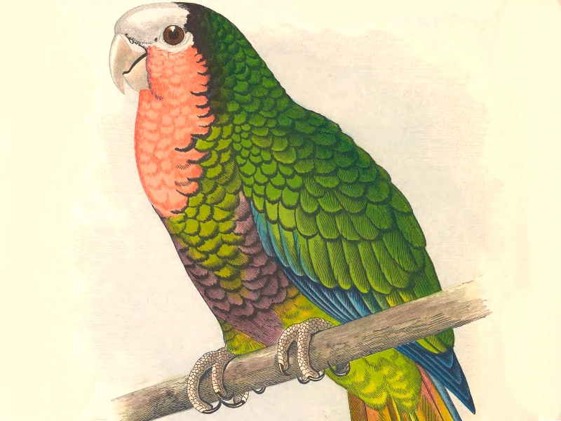 The White-fronted Amazon Jigsaw Puzzle