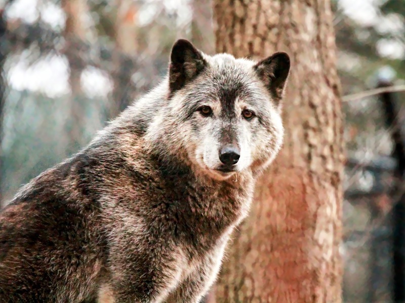 Gray Wolf Jigsaw Puzzle